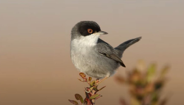 Fauvette mélanocéphale - LPO (Ligue pour la Protection des Oiseaux) - Agir pour la biodiversité